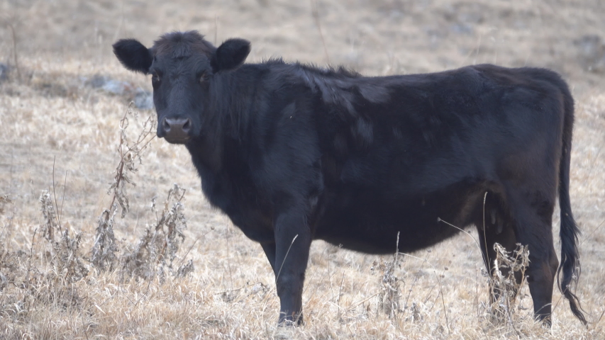 Shaggy Cattle livestock image - Free stock photo - Public Domain photo ...