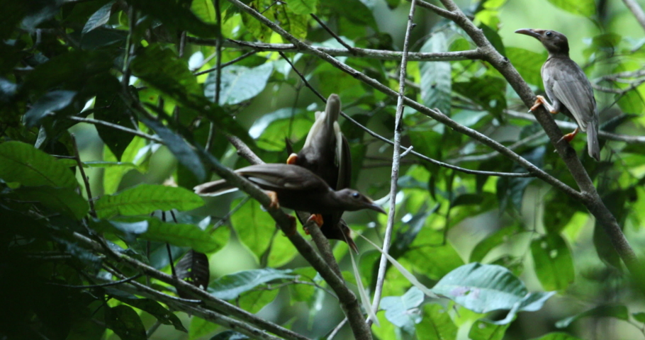 Standardwing bird paradise Stock Video Footage - 4K and HD Video Clips ...