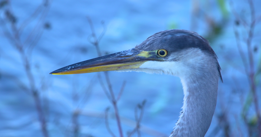 Heron with Sharp Beak image - Free stock photo - Public Domain photo ...