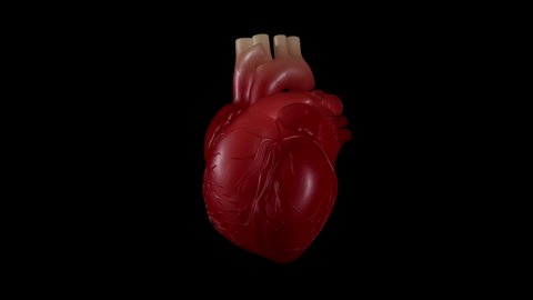 Human Heart Side View Illustration Stock Footage Video (100% Royalty ...