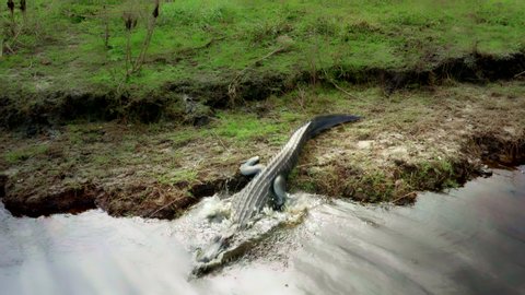 242 Gator swamp background Stock Video Footage - 4K and HD Video Clips ...