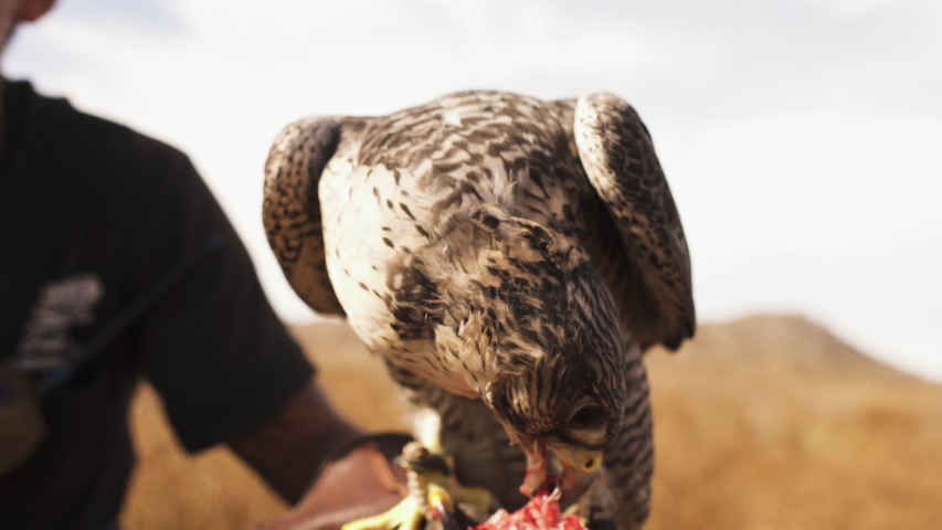 Close up of a peregrine falcon image - Free stock photo - Public Domain ...
