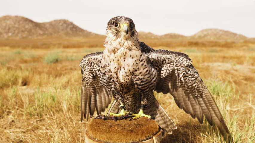 Brown Falcon on hand image - Free stock photo - Public Domain photo ...