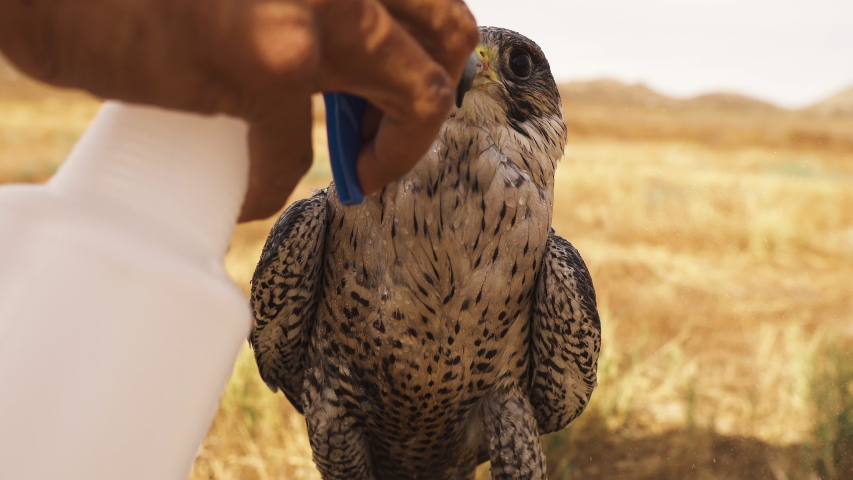 tamed peregrine falcon drinks water being Stock Footage Video (100% ...