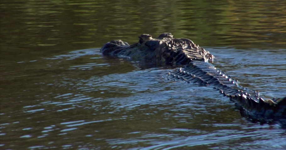 Black Caiman_ Brazil: the River Stock Footage Video (100% Royalty-free ...