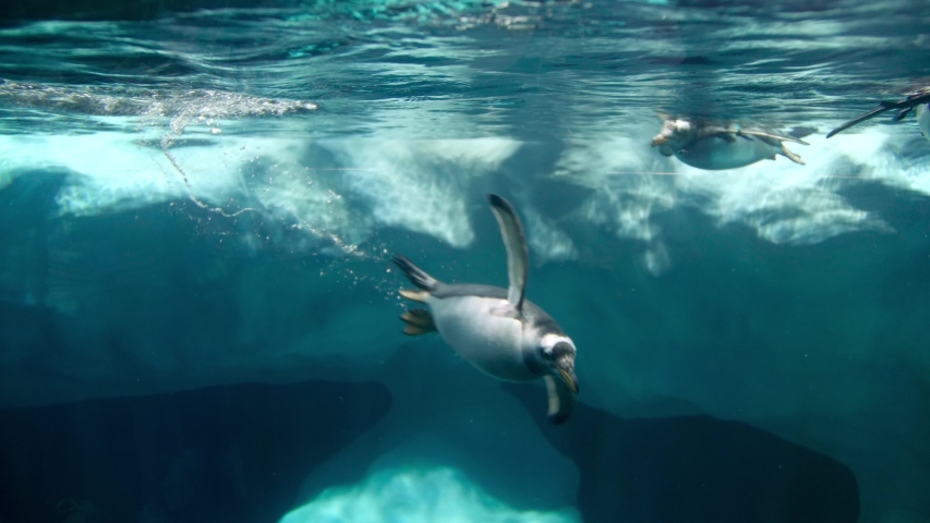 1,637 Wild bird aquarium Stock Video Footage - 4K and HD Video Clips ...