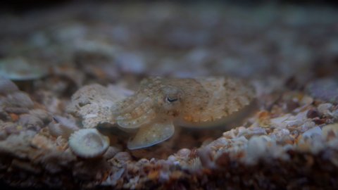 Small Squid Sleeping On Sand Ground Stock Footage Video (100% Royalty ...