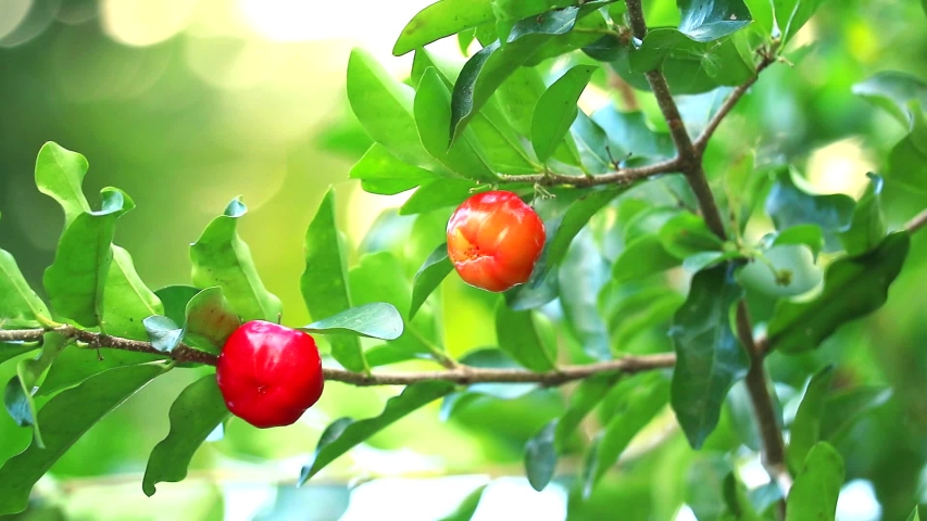 Acerola Cherry Tree Stock Video Footage - 4K and HD Video Clips ...
