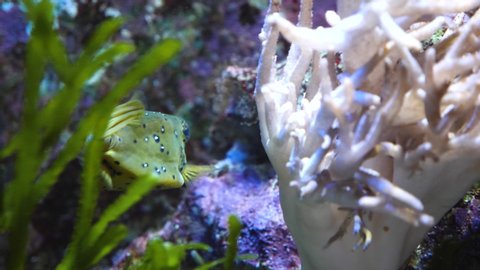 Puffer Fish Swimming Behind Than Turning Stock Footage Video (100% ...
