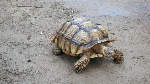 Turtle Walking Slowly Stock Footage Video (100% Royalty-free ...