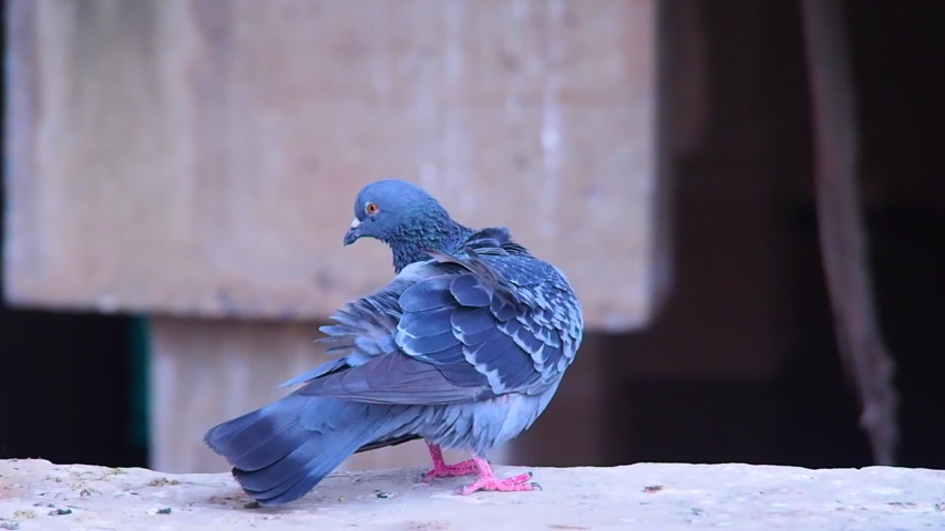 pigeon dove bird standing pecking scratching Stock Footage Video (100% ...