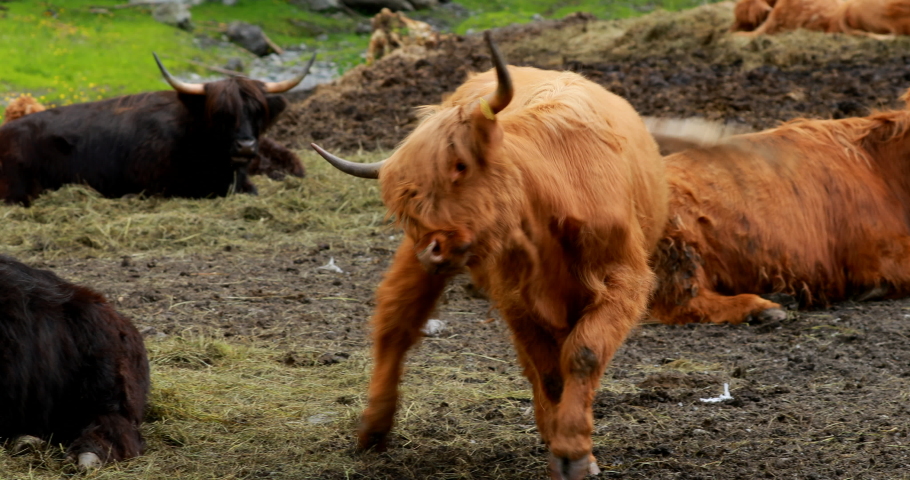 Shaggy Cattle livestock image - Free stock photo - Public Domain photo ...