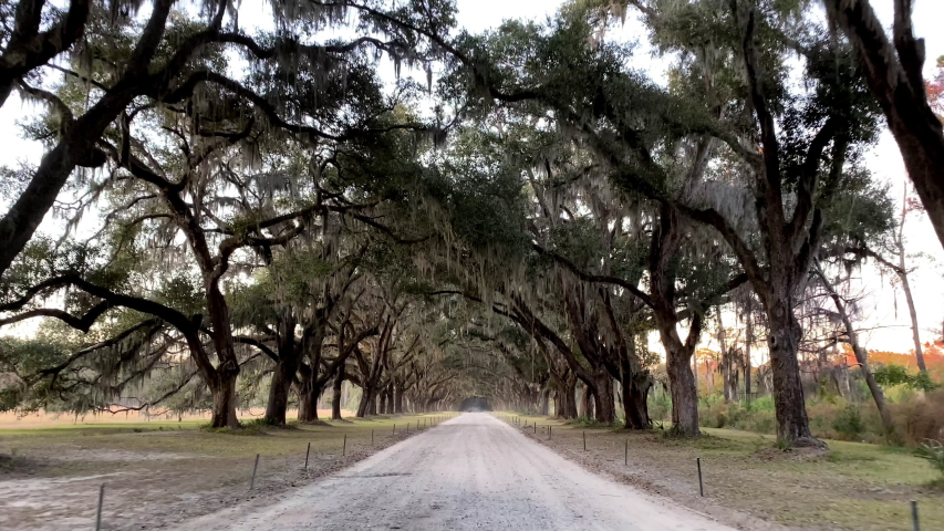 Canopy of live oak trees Stock Video Footage - 4K and HD Video Clips ...