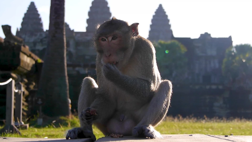 227 Angkor wat monkey Stock Video Footage - 4K and HD Video Clips ...
