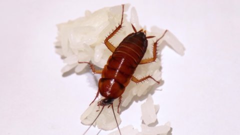 Cockroaches Contaminating Cooked Rice Food On Stock Footage Video (100% ...