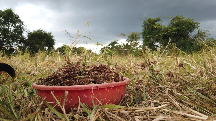 Ragi Background Stock Video Footage - 4K and HD Video Clips | Shutterstock