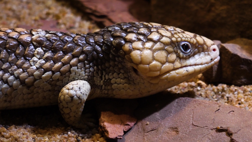 close pine cone skink lizard head Stock Footage Video (100% Royalty ...