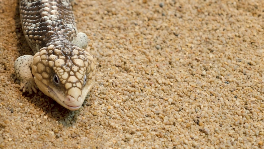 close pine cone skink lizard head Stock Footage Video (100% Royalty ...