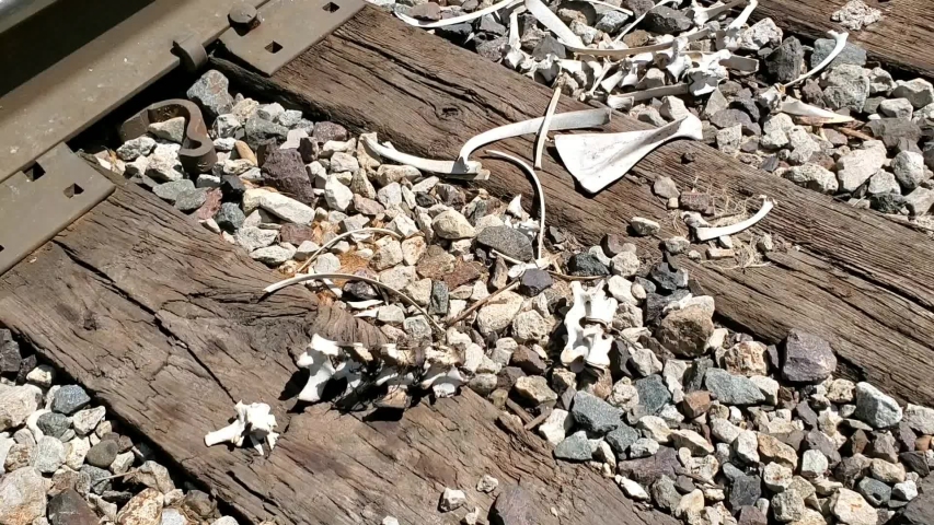Sun-bleached Deer Bones On Railroad Stock Footage Video (100% Royalty ...
