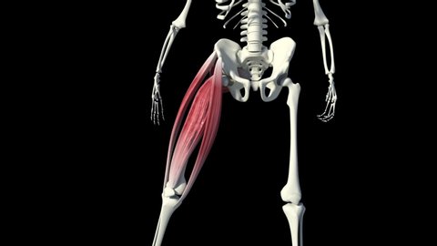 This Video Shows Abductor Muscles Stock Footage Video (100% Royalty ...