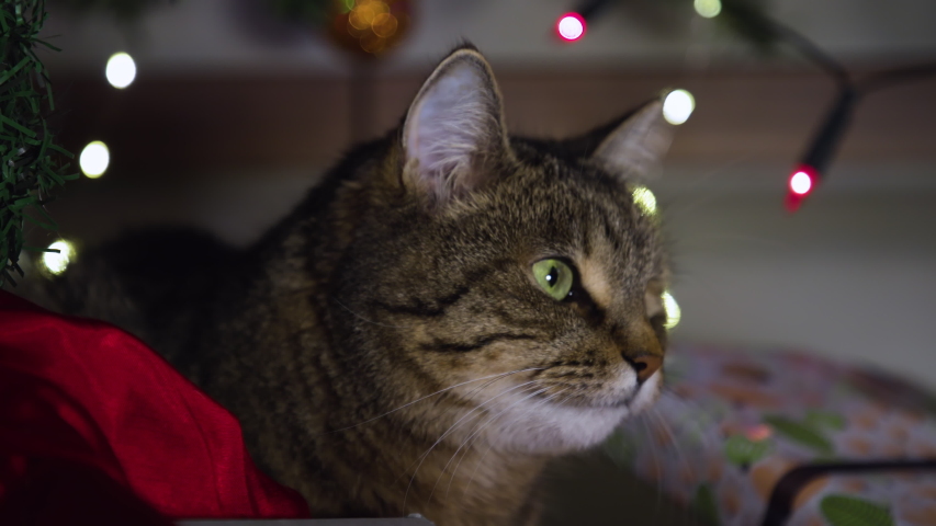 Up Close look at the Christmas Lights image - Free stock photo - Public ...