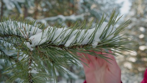 Cropped Shot Hand Shaking Snow Pine Stock Footage Video (100% Royalty ...