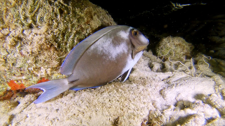 Doctorfish image - Free stock photo - Public Domain photo - CC0 Images