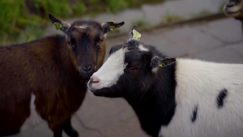 little goats tags ears outdoors on Stock Footage Video (100% Royalty ...