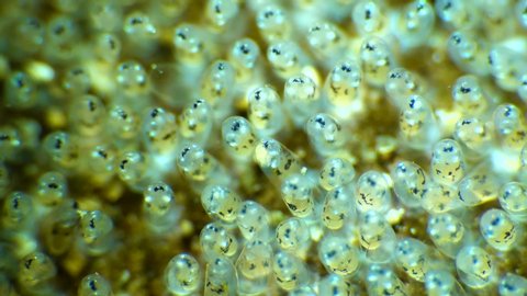 Snoot Shot Damselfish Eggs Stock Footage Video (100% Royalty-free) 1043713819 | Shutterstock