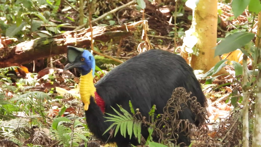 Cassowary image - Free stock photo - Public Domain photo - CC0 Images
