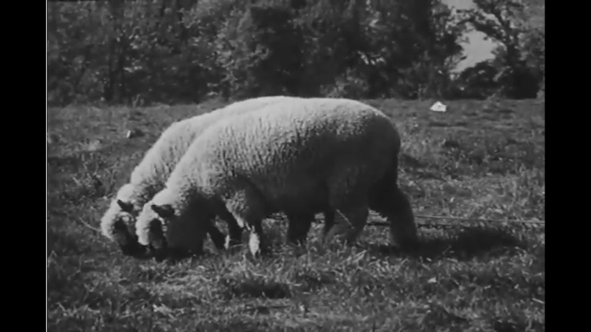 Sheep Muscle Stock Video Footage - 4K and HD Video Clips | Shutterstock