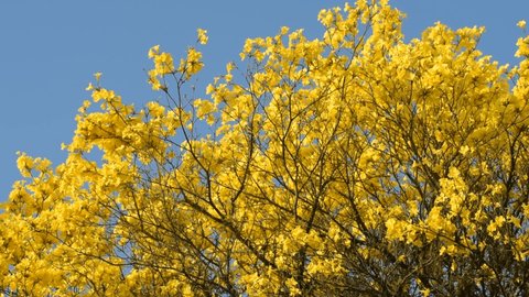 Yellow Spring Flowers Tree Tropical Leaves Stock Footage Video (100% ...