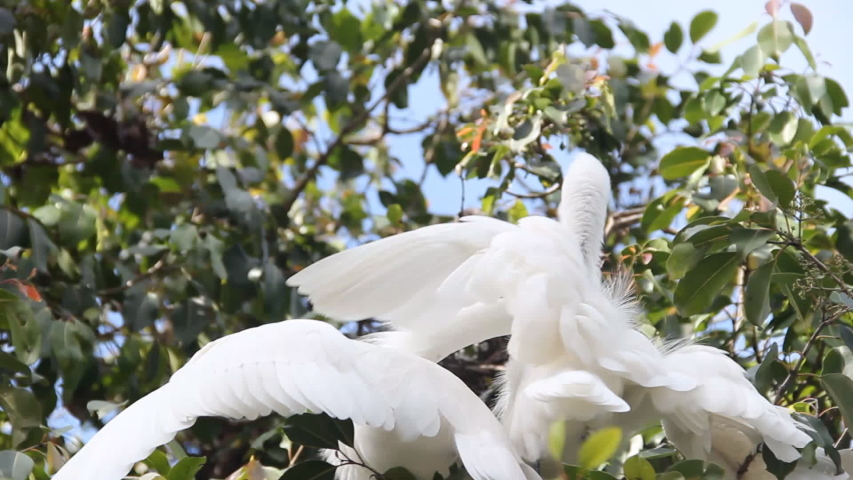 Coition Stock Video Footage - 4K and HD Video Clips | Shutterstock