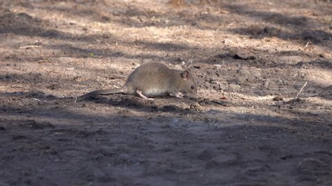 Brown Rat Rattus Norvegicus Copenhagen Denmark Stock Footage Video (100 ...
