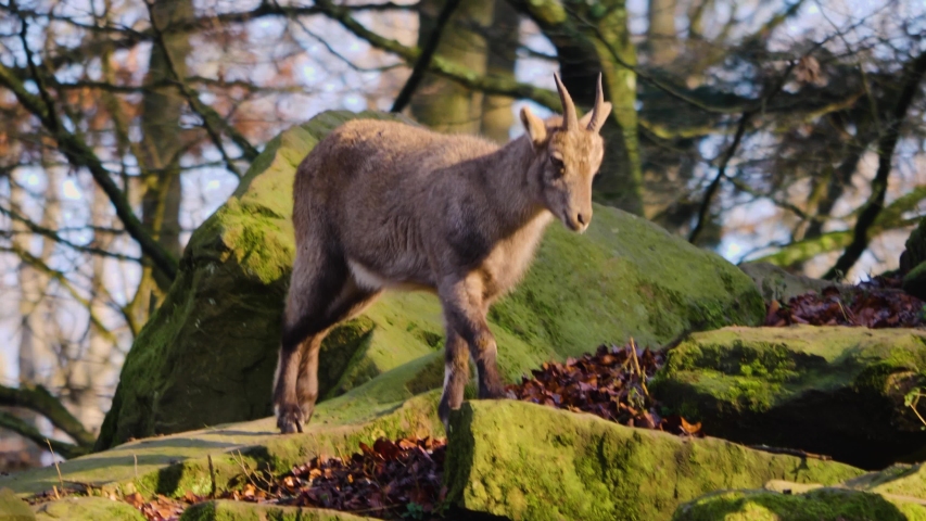 close young alpine ibex jumping over Stock Footage Video (100% Royalty ...