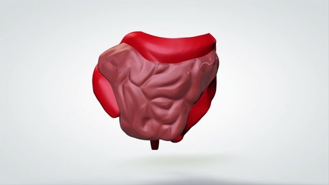 3d Model Rotating Human Body Anatomy Stock Footage Video (100% Royalty ...