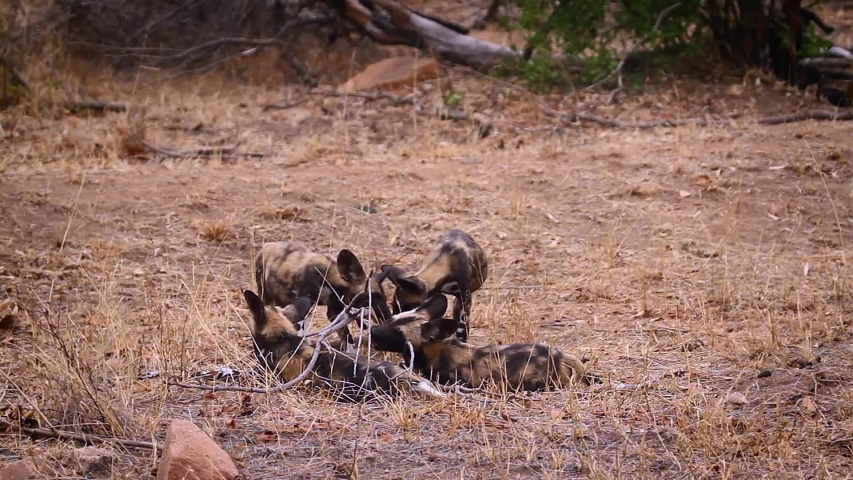 African Wild Dog - Lycaon pictus image - Free stock photo - Public ...