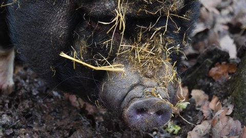 Close Potbellied Pig Nose Sniffing Around Stock Footage Video (100% ...