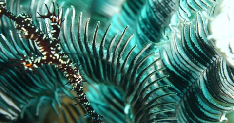 Ornate Ghost Pipefish Underwater Next Featherstar Stock Footage Video ...