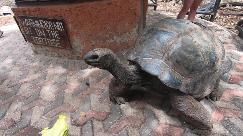 12 100 year old tortoise Stock Video Footage - 4K and HD Video Clips ...