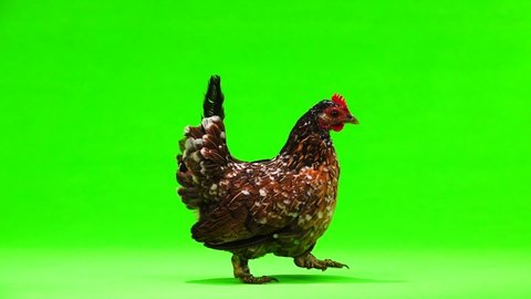 Chicken green screen Stock Video Footage - 4K and HD Video Clips ...