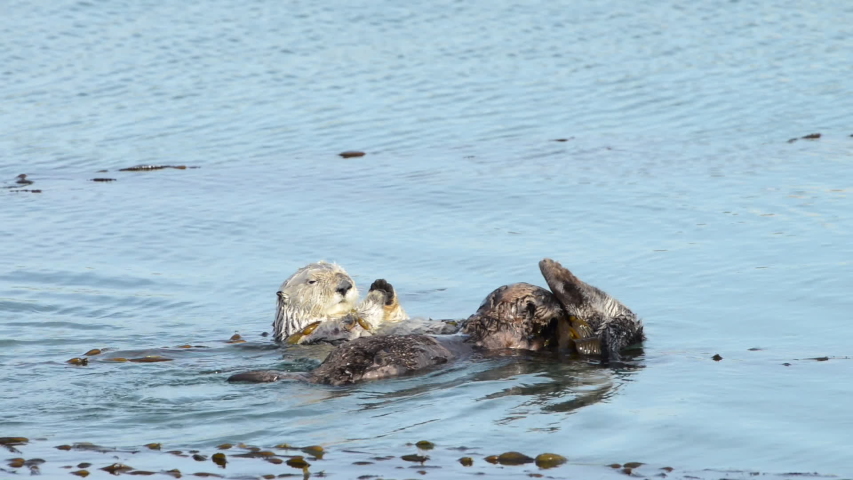 Otter in the wild - Family Lutrinae image - Free stock photo - Public ...