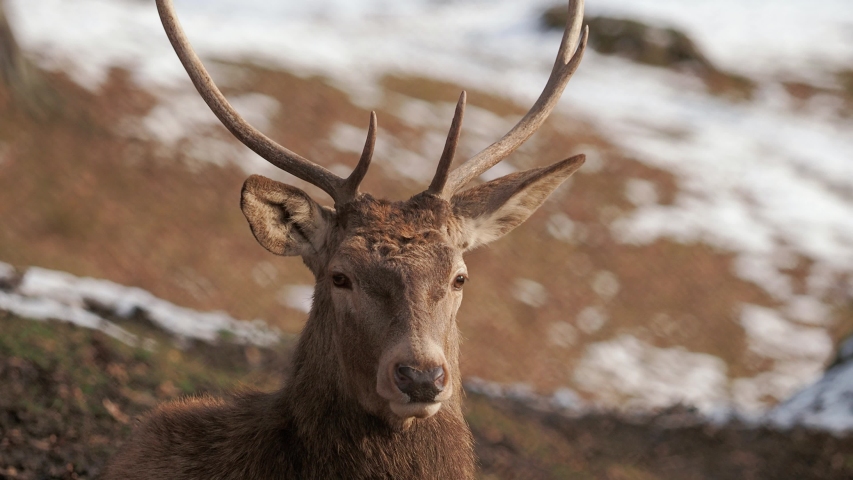Male Deer with large antlers closeup image - Free stock photo - Public ...
