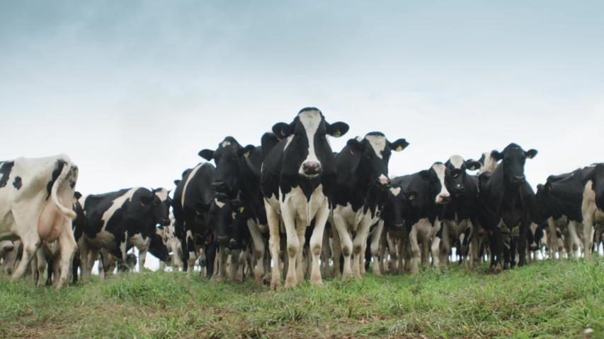 Bos gang Stock Video Footage - 4K and HD Video Clips | Shutterstock