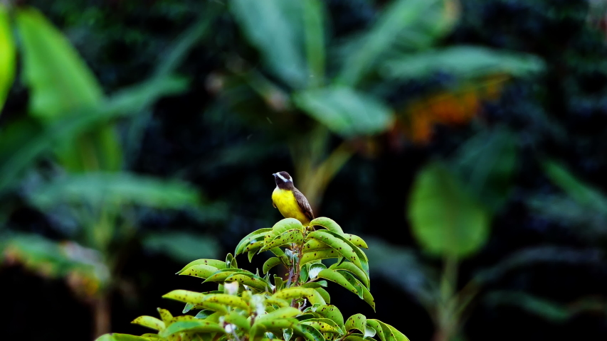 beautiful yellow bird nature flying looking Stock Footage Video (100% ...