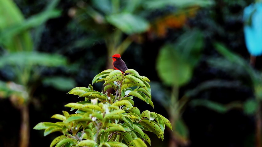 Beautiful Red Bird in Nature Stock Footage Video (100% Royalty-free ...