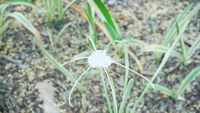 Giant Spider Lily image - Free stock photo - Public Domain photo - CC0 ...