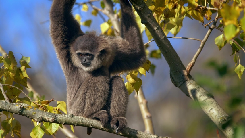 Monkey on the toilet Stock Video Footage - 4K and HD Video Clips ...