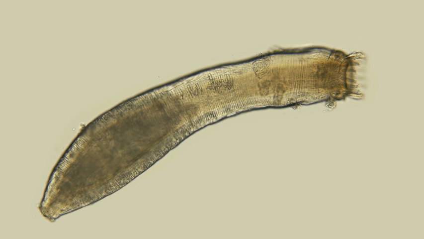 microscopic sea cucumber class holothuroidea synaptidae Stock Footage ...