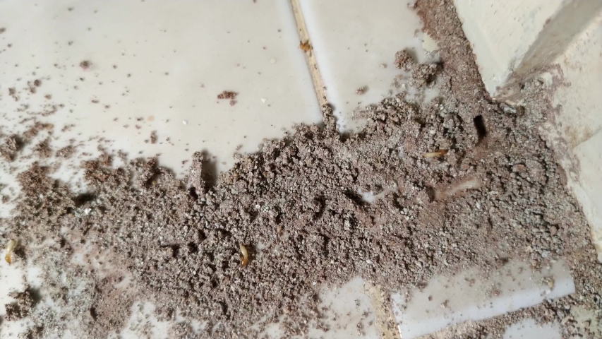 termite soldiers small termites subterranean dry-wood Stock Footage ...